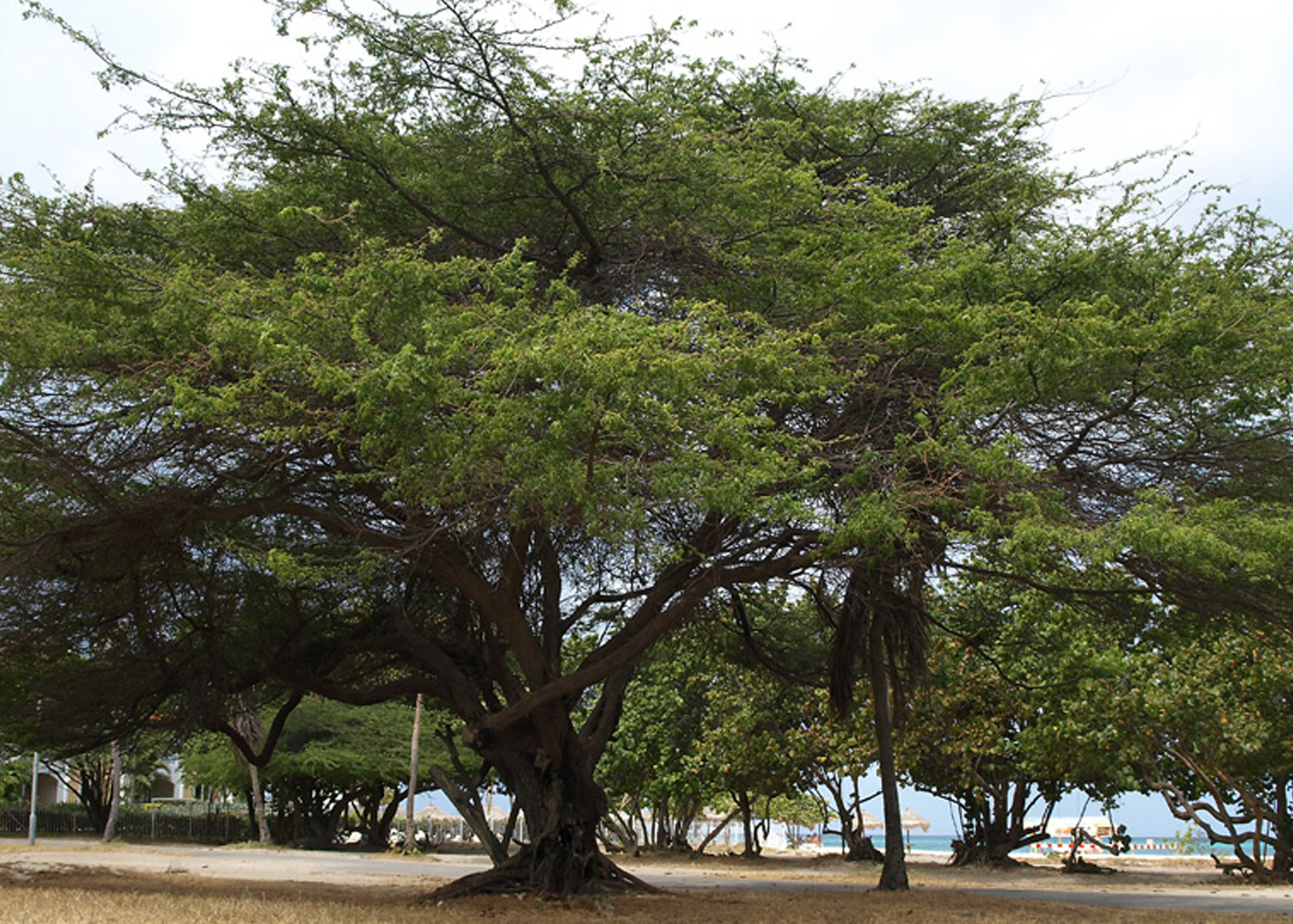 Zaak Kwihi - Openbaar Ministerie Aruba